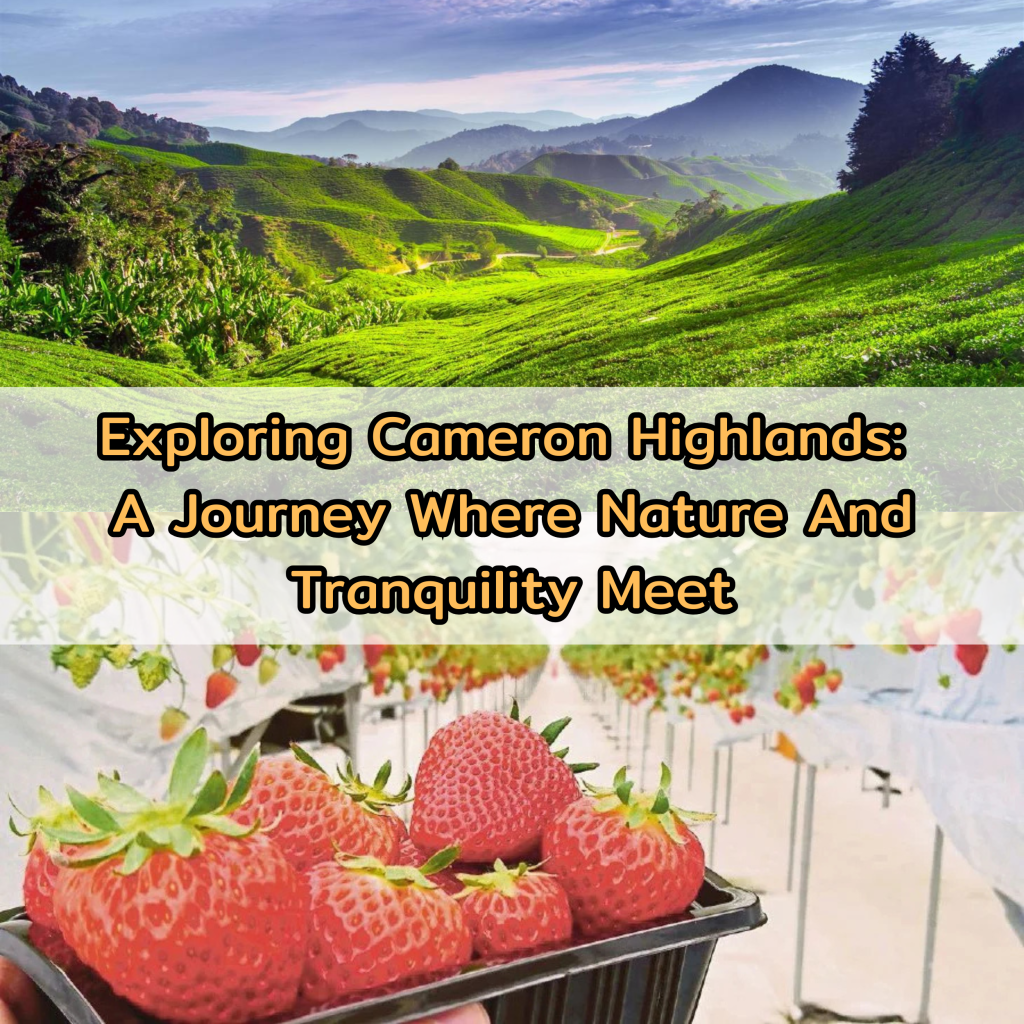 Exploring Cameron Highlands: Nature And Tranquility Meet